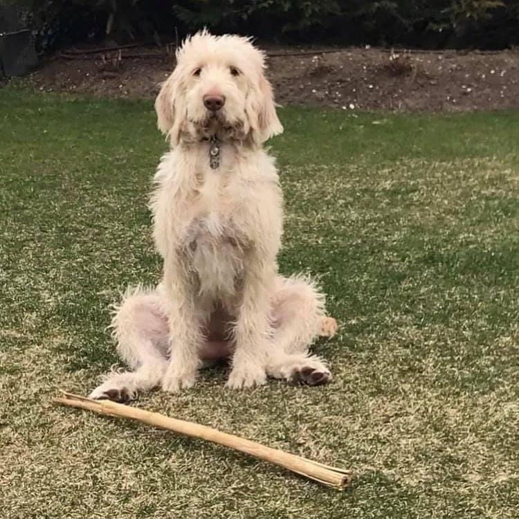 The Doodley World: A Guide to Choosing Your Perfect Doodle Pup and why ...