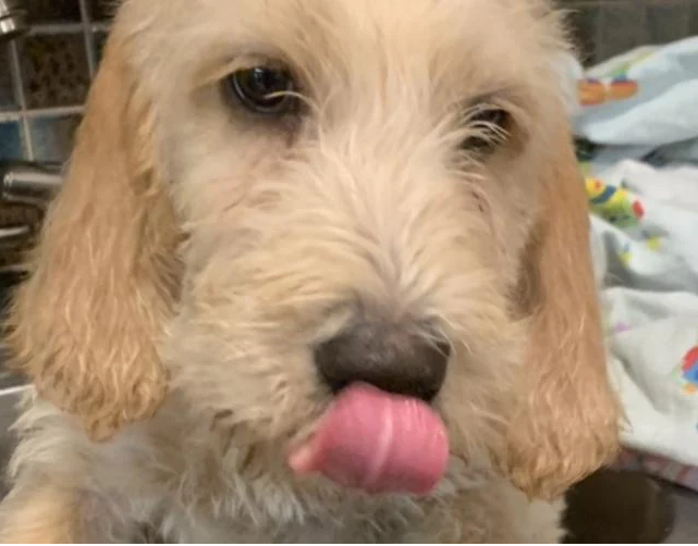 The Spinonedoodle: A Curly Canoodle of Canine Companionship – Frisé ...